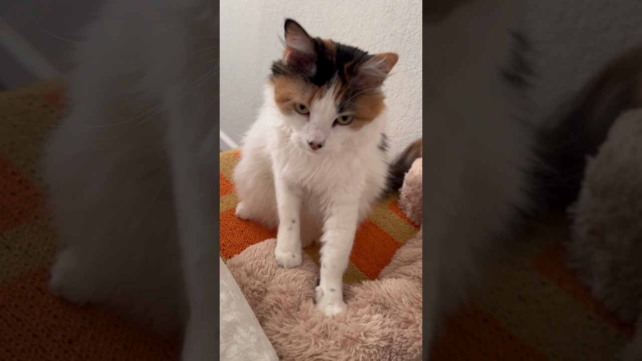 Overworked Kitty #cat - YouTube