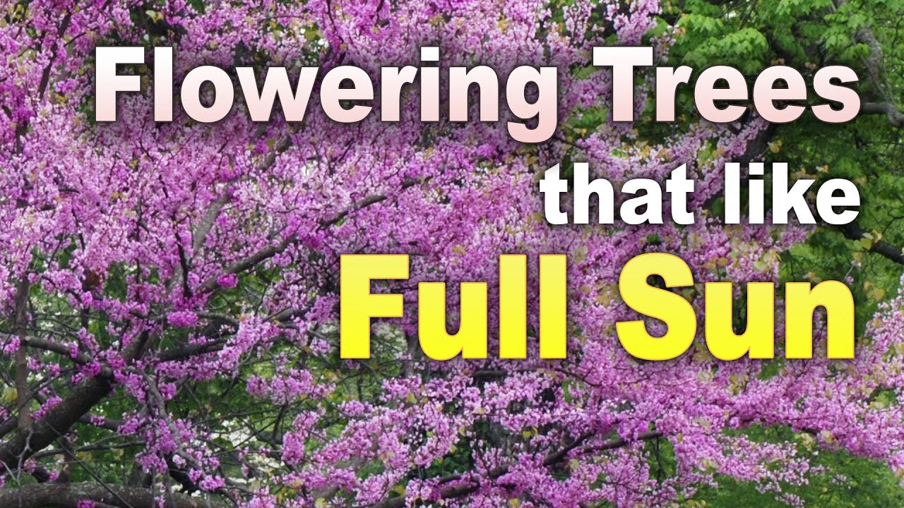Flowering Trees for Full Sun Yards - YouTube