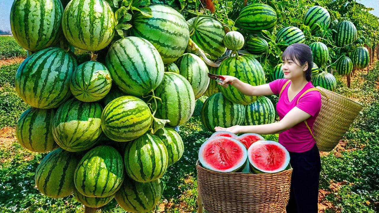 Harvest Rare Mutant Climbing Watermelon to Sell - Unique Traditional ...