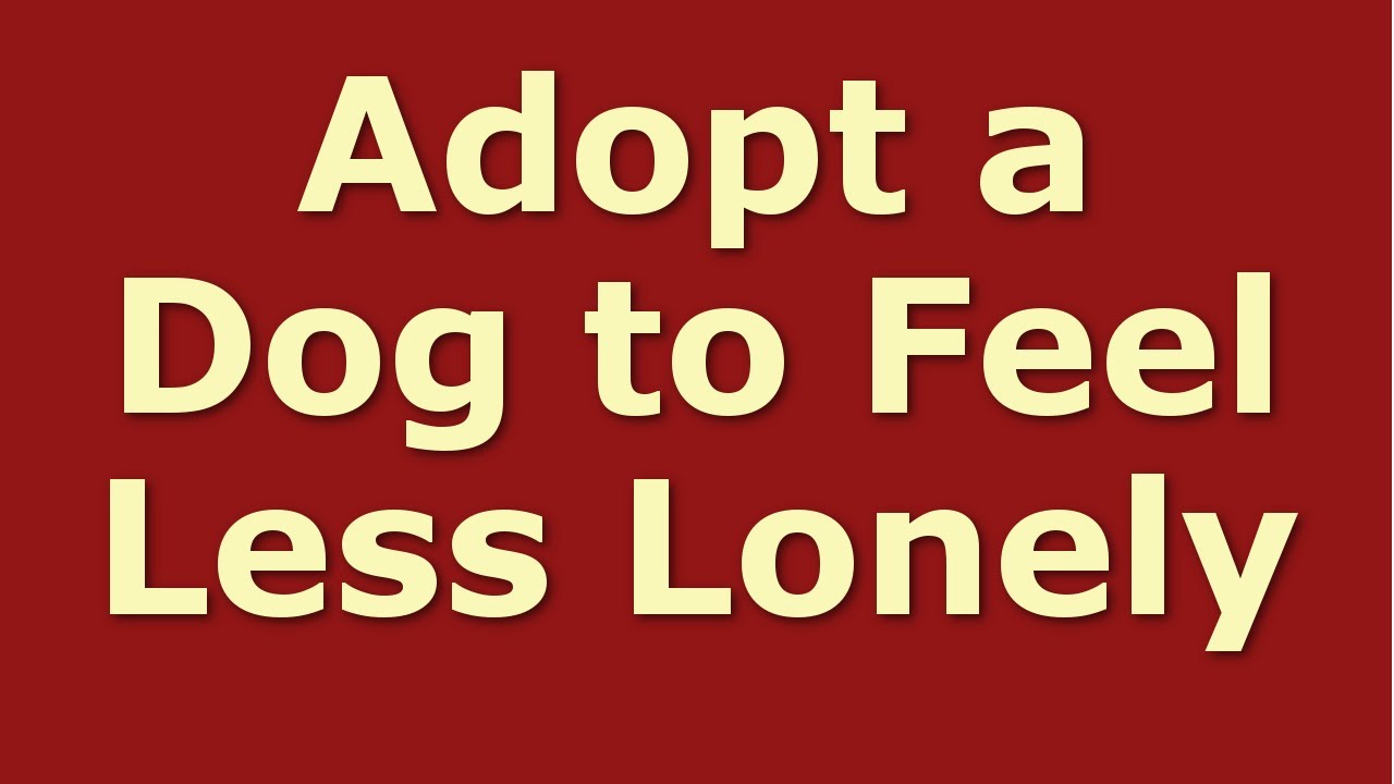 Adopt a Dog to Feel Less Lonely | Dogs Cure Loneliness and Depression ...