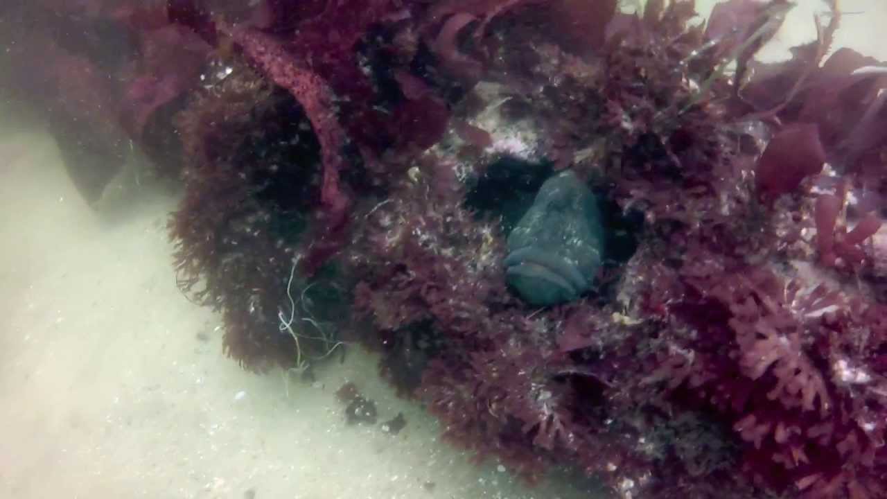 Monkeyface eel - YouTube