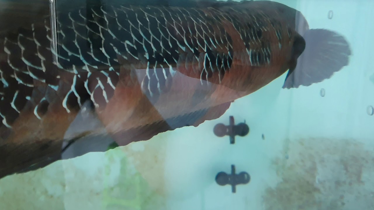 Red Sentarum Maru - YouTube