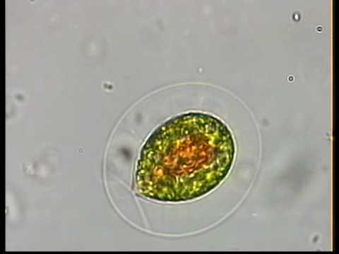 HAEMATOCOCCUS PLUVIALIS - YouTube