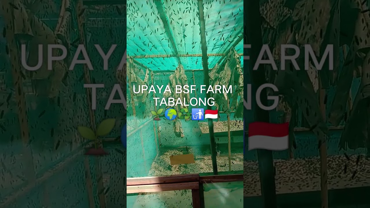BSF CAGE/ kandang BSF/ cara budidaya Maggot BSF. TANJUNG TABALONG - YouTube