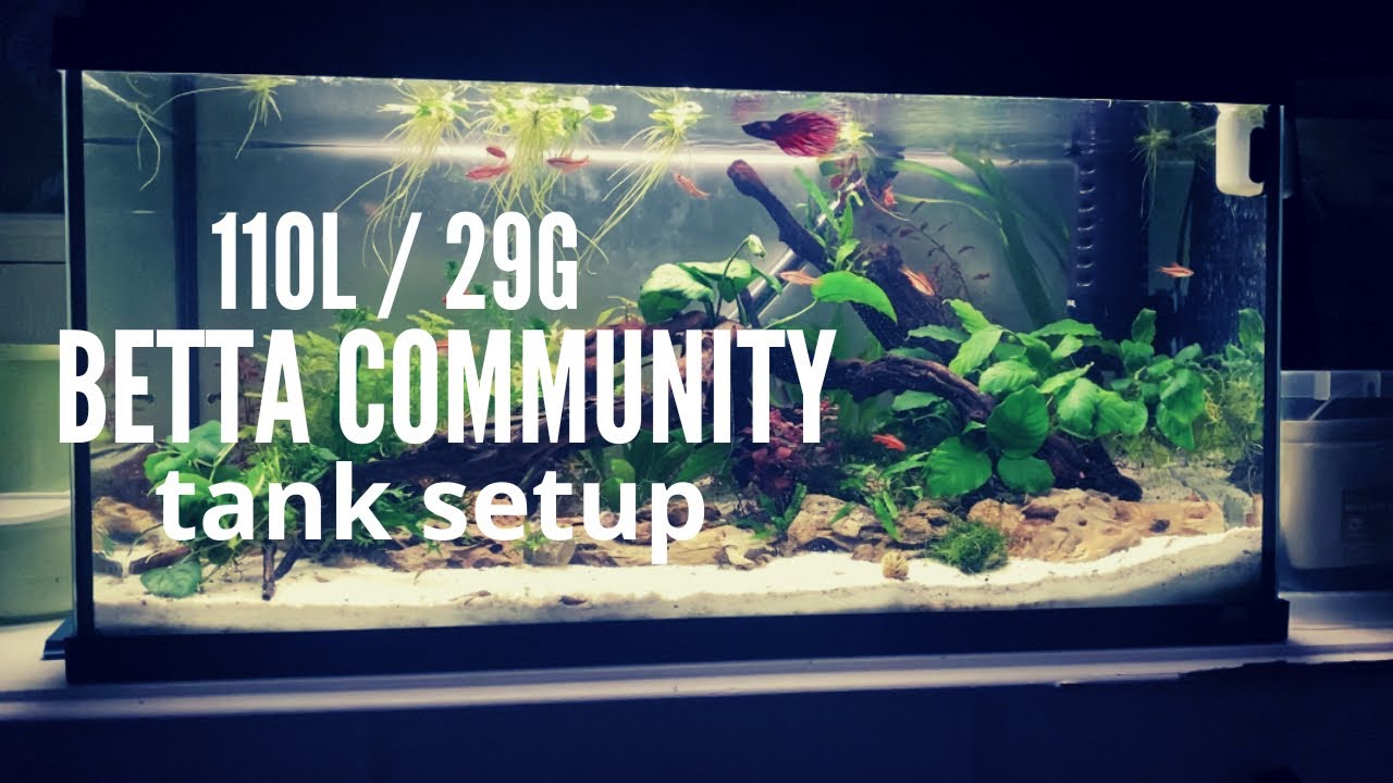 Betta fish community tank setup | Simple low tech AQUASCAPE | Beautiful ...