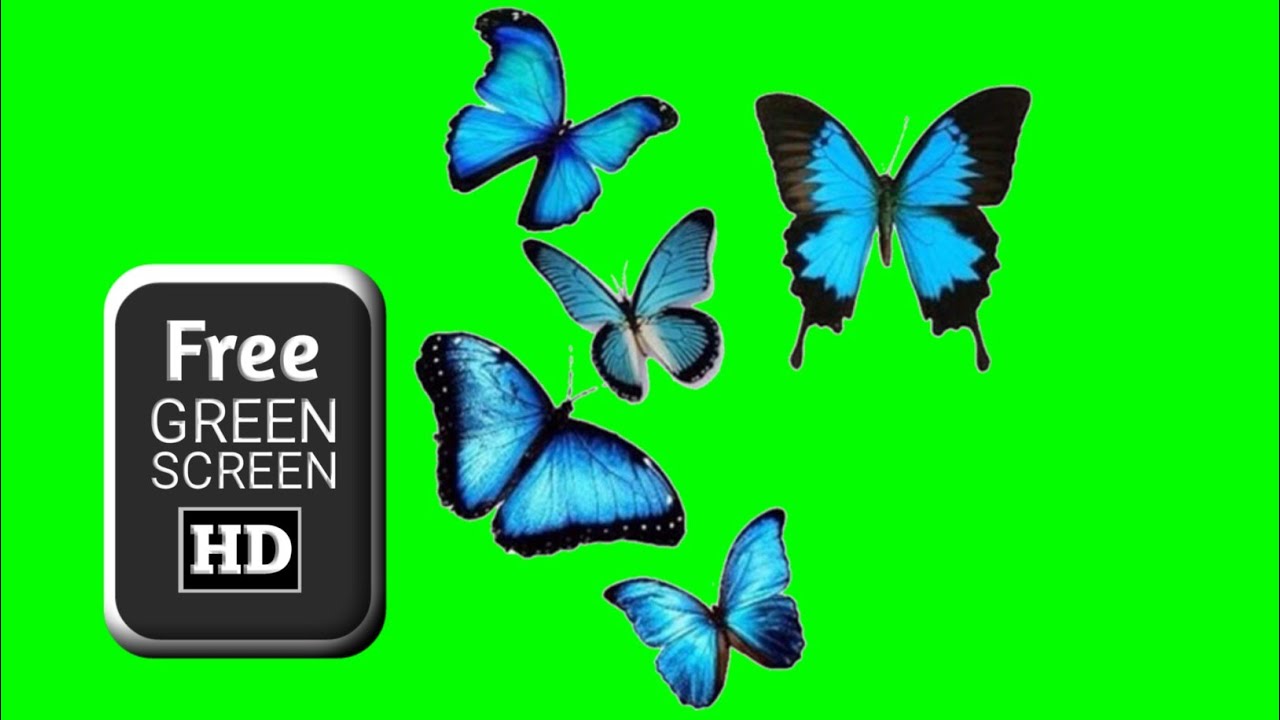 Butterfly green screen video effects | Butterfly 3d animation green ...