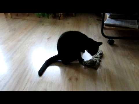 Кошка Котя - Котя моет пол!