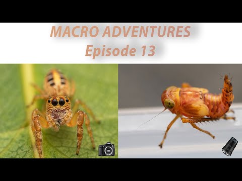 #Jumping #Spider  VS  #Leafhopper [ Did they escape?! Macro Adventures Episode 13]