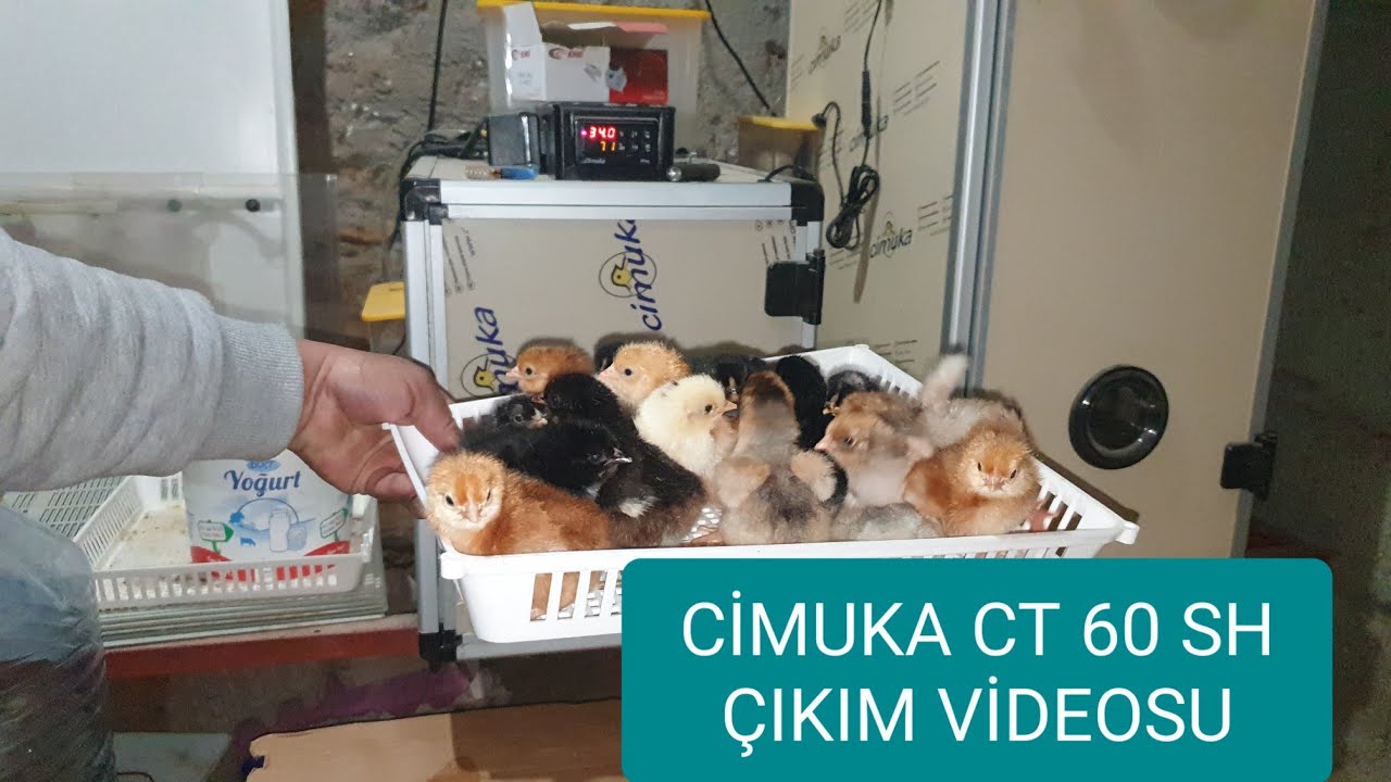 #Cimuka CT 60 SH kuluçka makinesi çıkım performansı 27 Aralık - YouTube