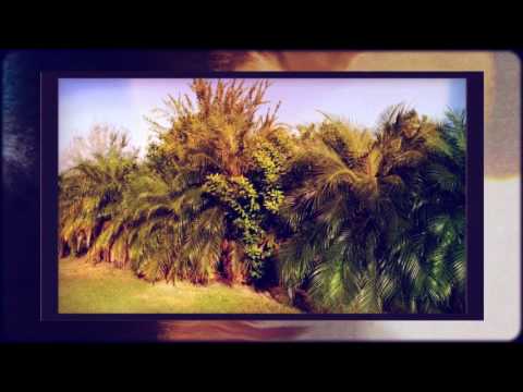 Florida Palm Tree Farm - YouTube