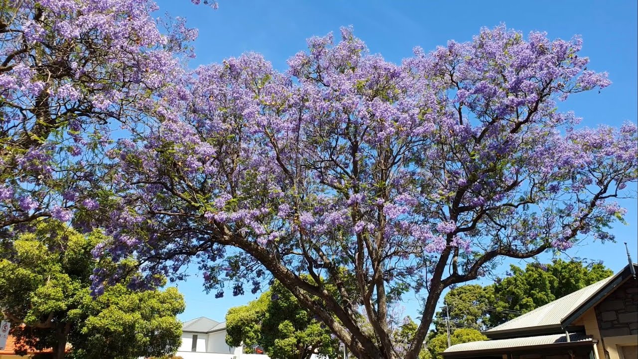 Adelaide Vlog - Beautiful Jacaranda - YouTube