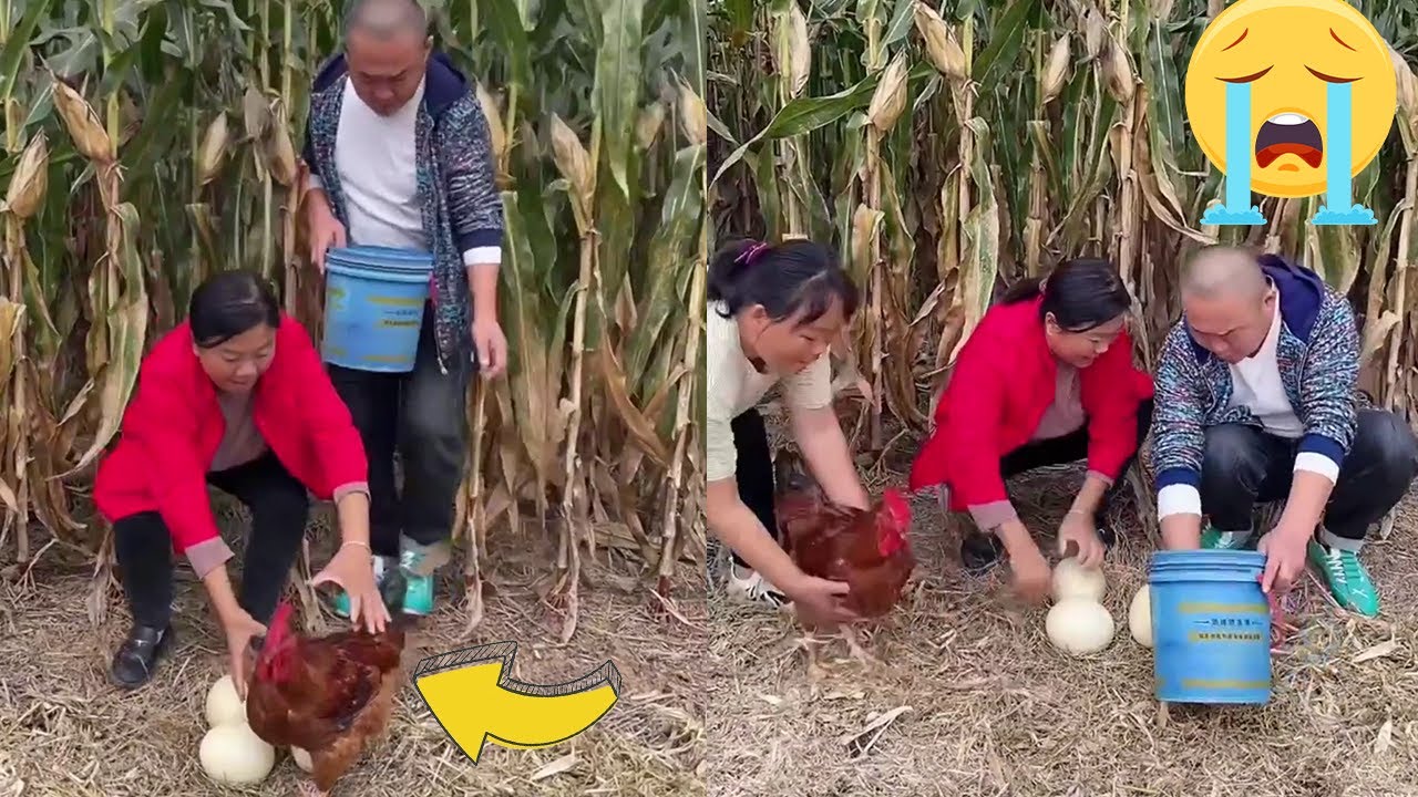 Lost a chicken trying to steal eggs#shorts #funny - YouTube