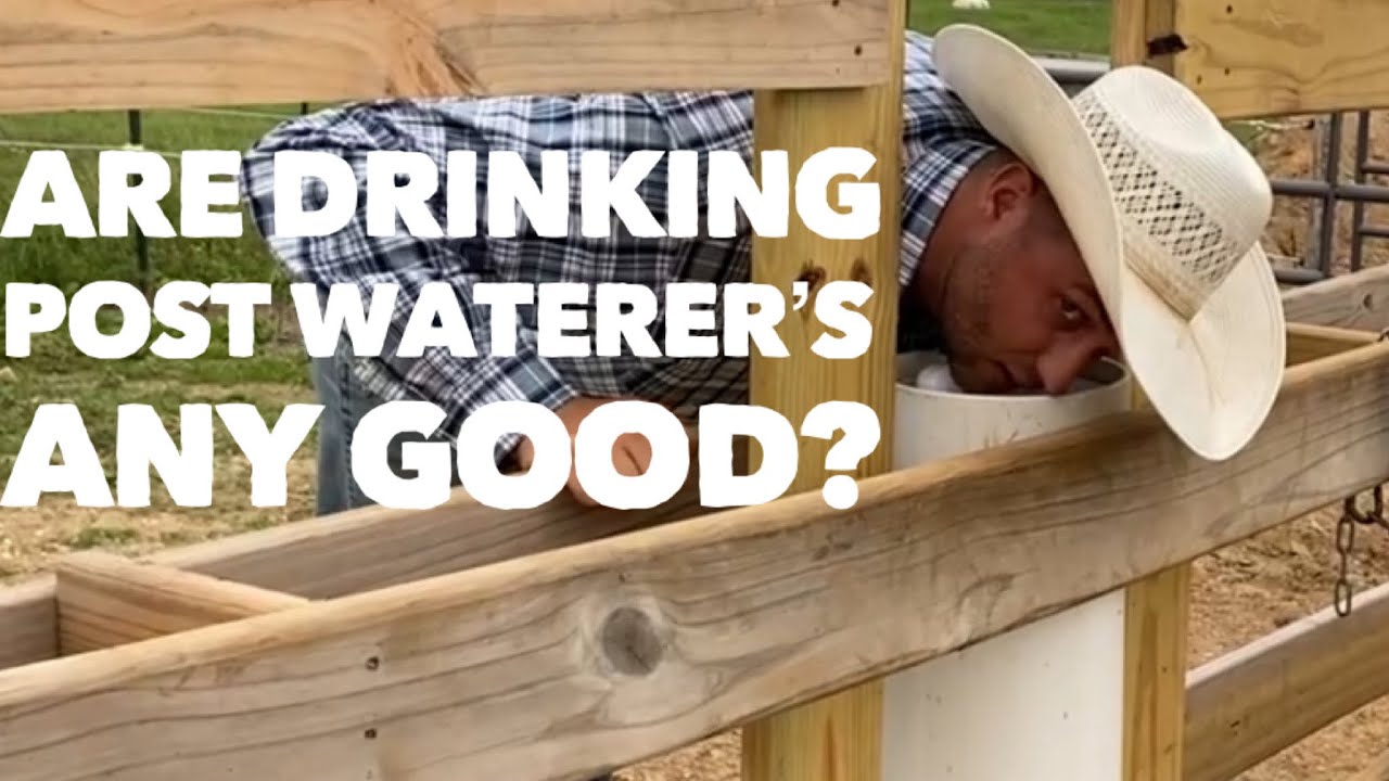 Drinking Post Waterer Review - YouTube