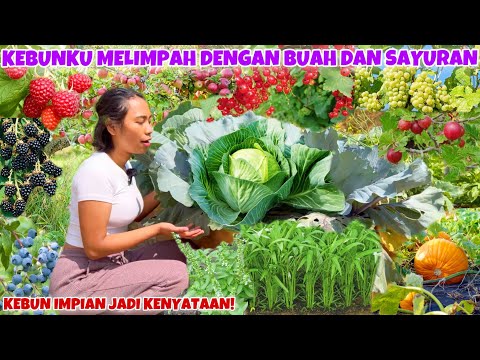 KEBUN TOUR LIHAT PERKEMBANGAN KEBUNKU MAKIN SUBUR