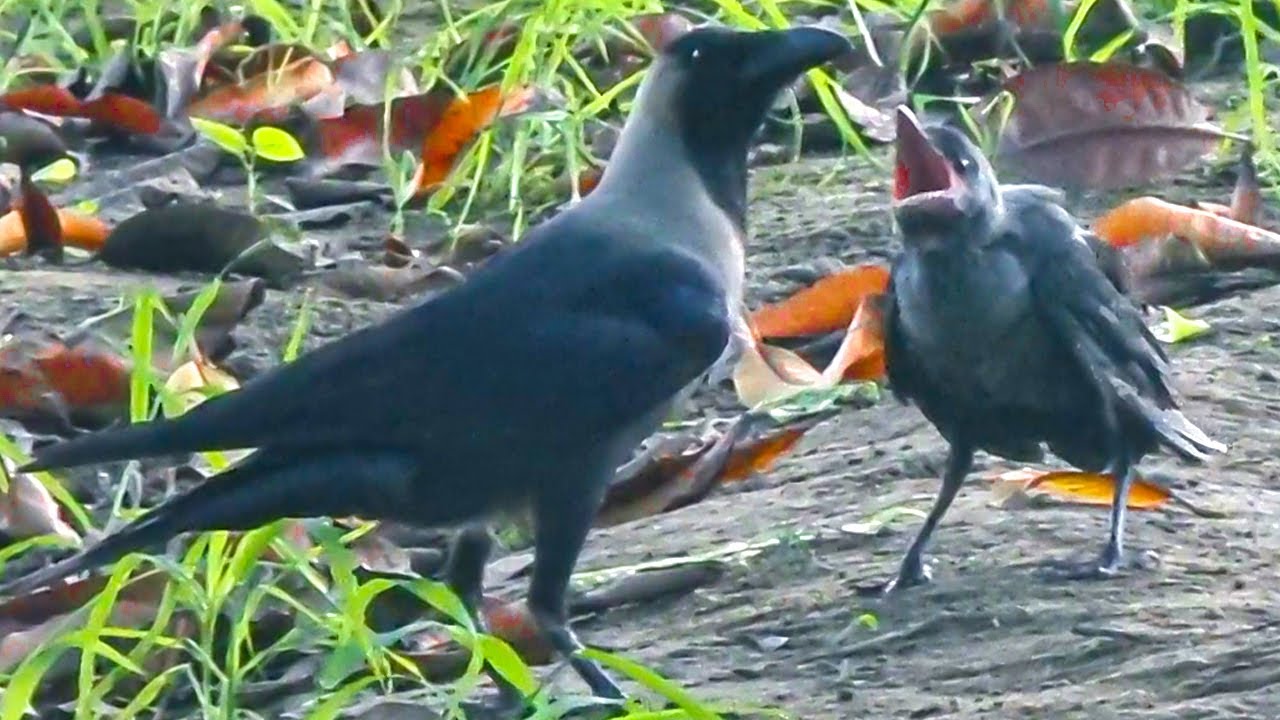 Mother Crow Fight For His Baby When Male Crow Beat Baby Crow Bird ...