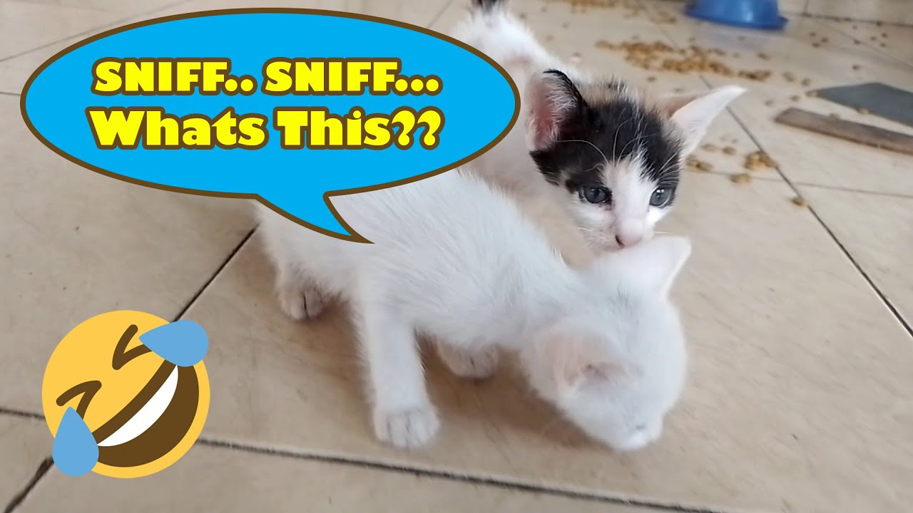 Funny Playful Kitten Keep Failing Every Time II CUTE CATS ASMR LOL ...