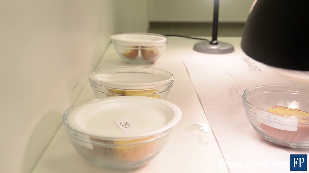 Tour of Compusense sensory consumer research lab - YouTube