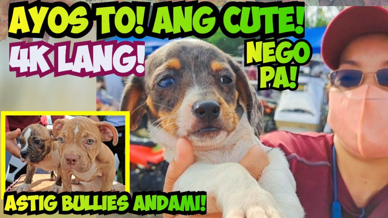 MURA DITO! POM 6K, LABRADOR 4K, MICRO EXO BULLY 15K MAY BAWAS PA! HATAW ...
