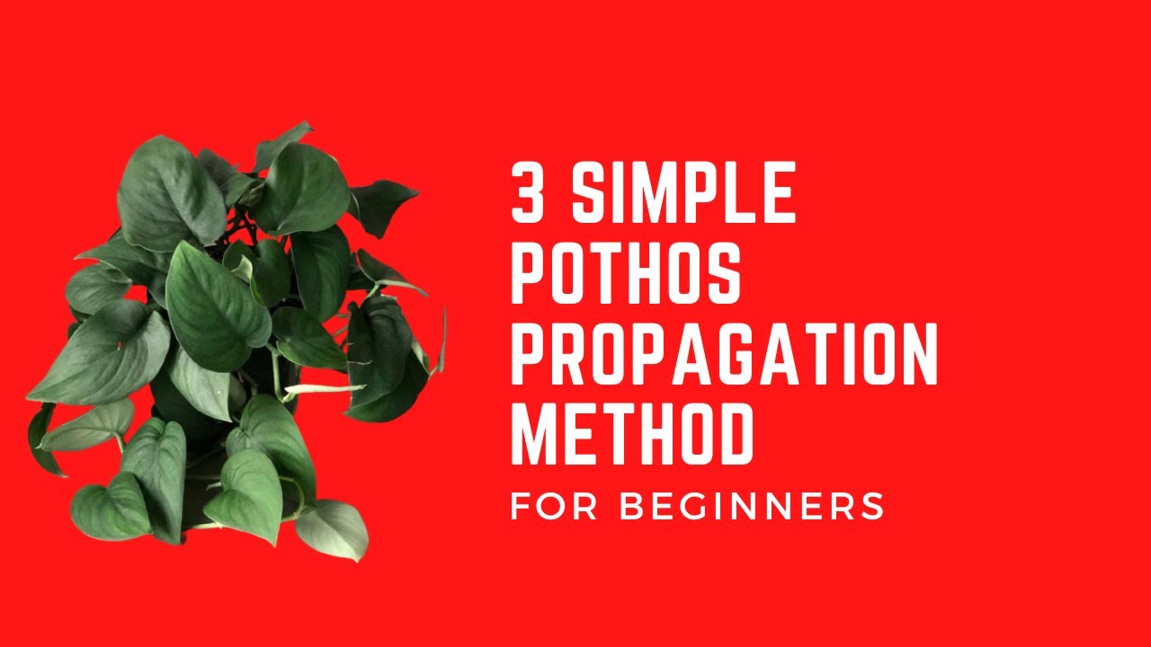 || 3 SIMPLE POTHOS PROPAGATION METHOD || - YouTube