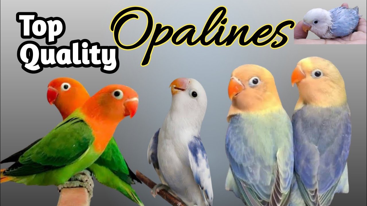 How to produce top quality Opalines | Quality Opalines #love4birds ...