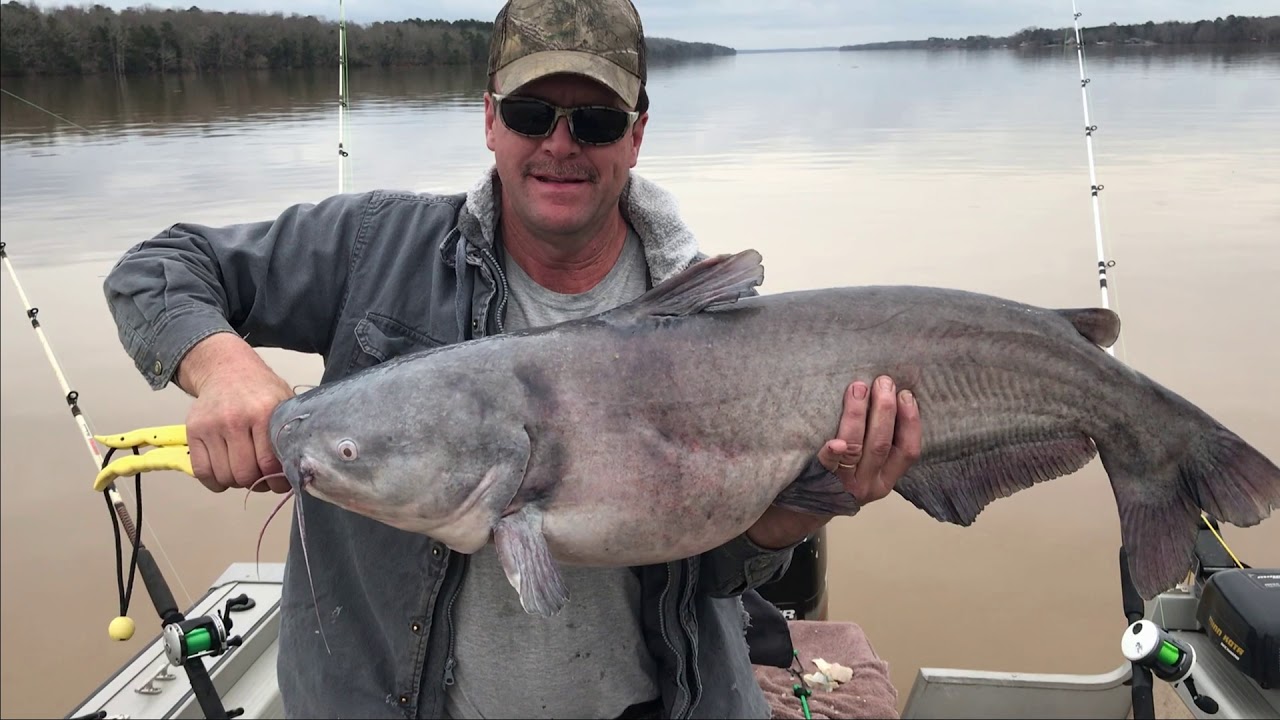 My new PB catfish, it's a beast, part 2 - YouTube