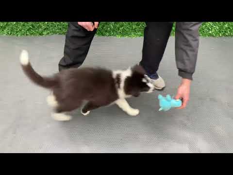 Köpekle Çekiştirme Oynamak
