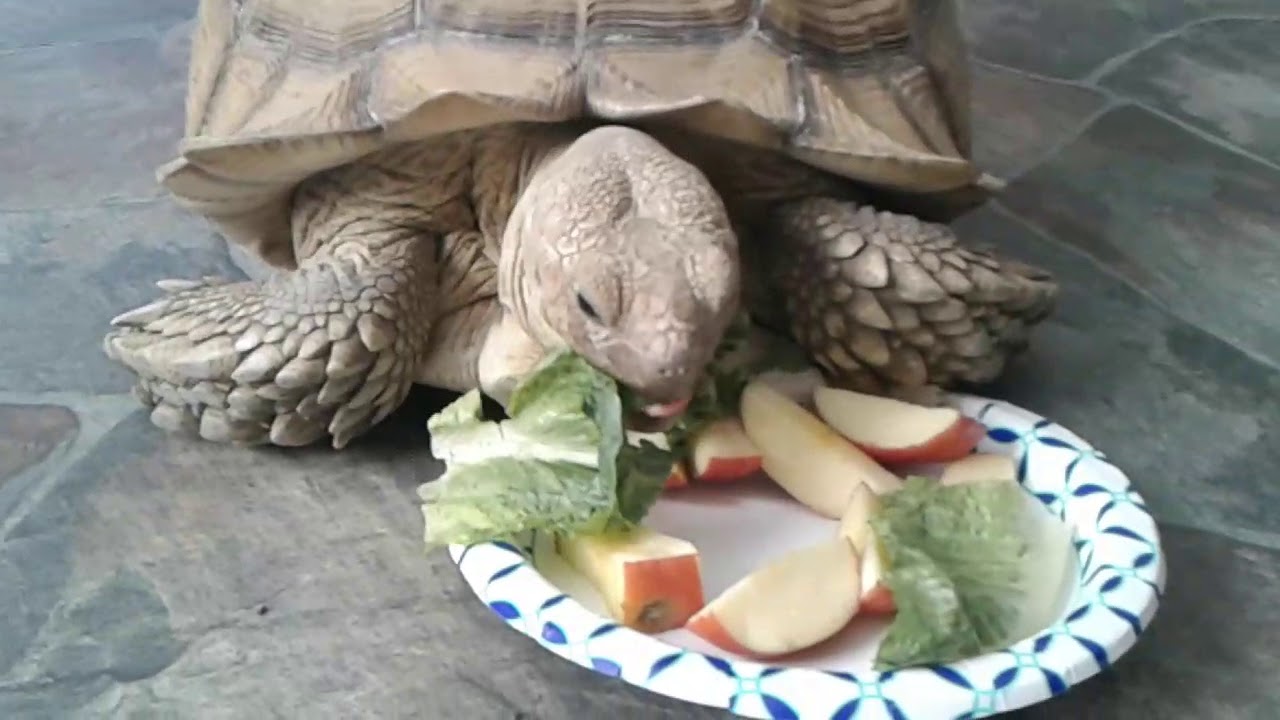 The Friendly Tortoise And Dog - YouTube