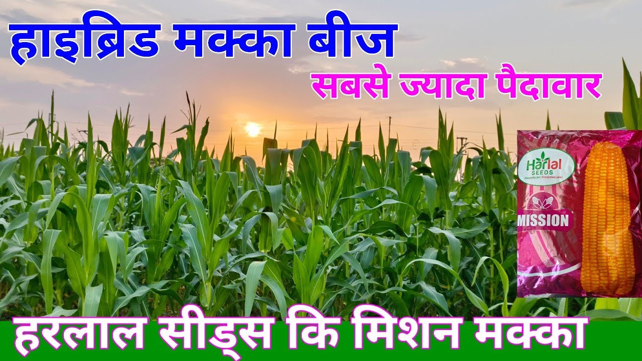 HARLAL MISSION || HEYBIRD MAKKA SEEDS 2023 - YouTube
