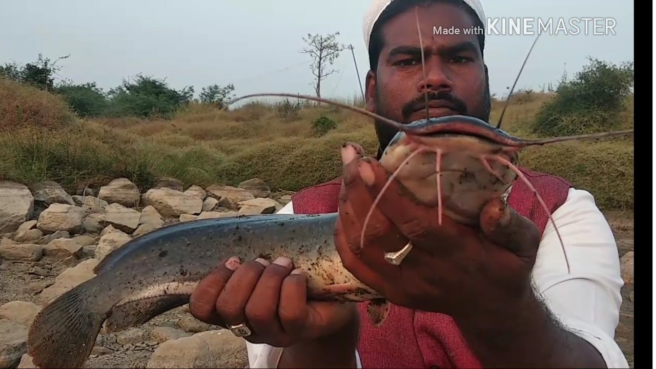 Amazing Big maroof fish unique fish trap big valuga fishing - YouTube