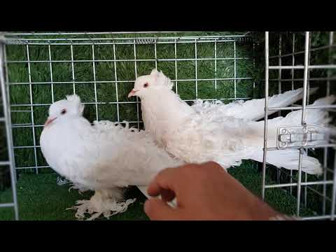 KIVIRCIK ÇİFT  FUL PERMALI SÜS GÜVERCİNLERİ