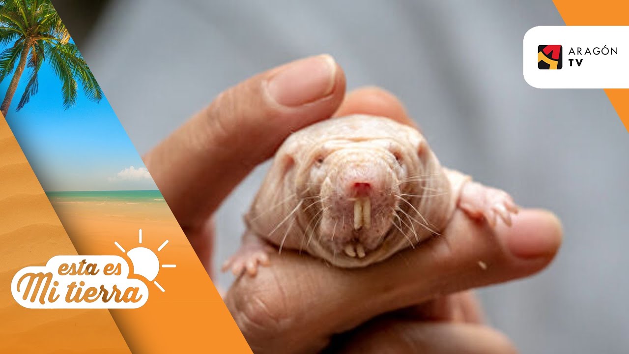 La rata topo desnuda - YouTube