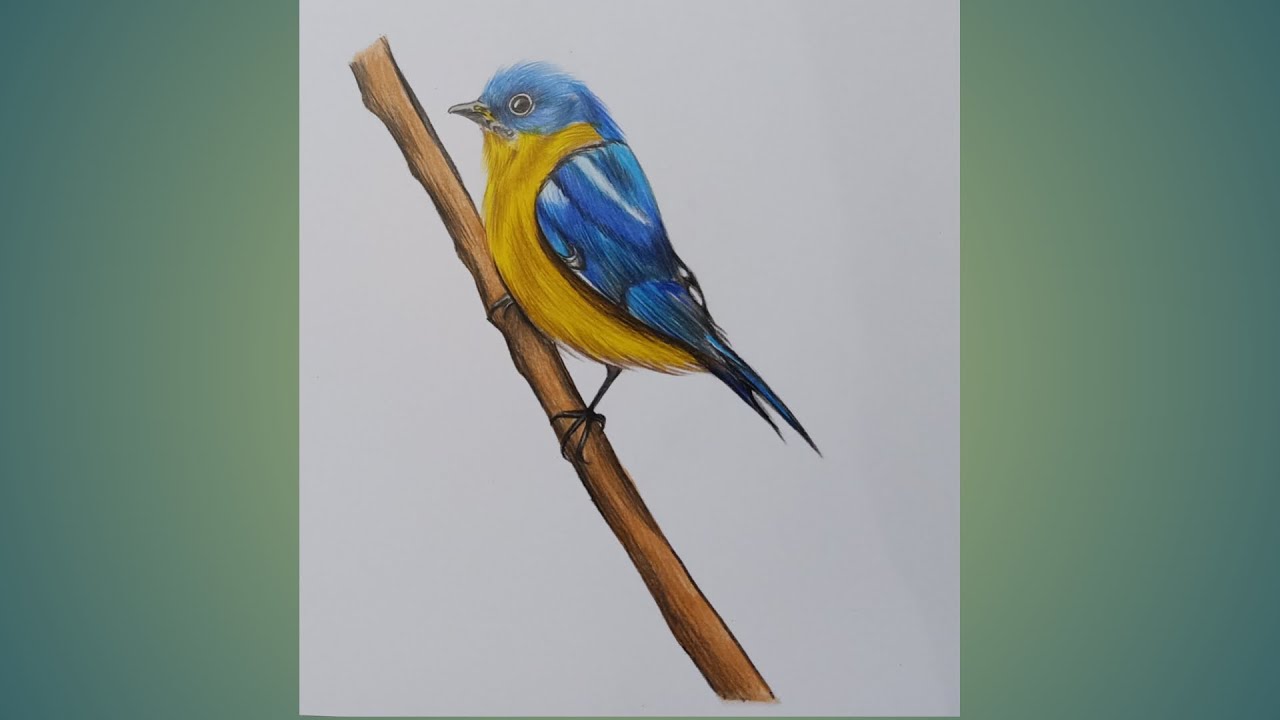 Eastern bluebird drawing with pencil colour - YouTube