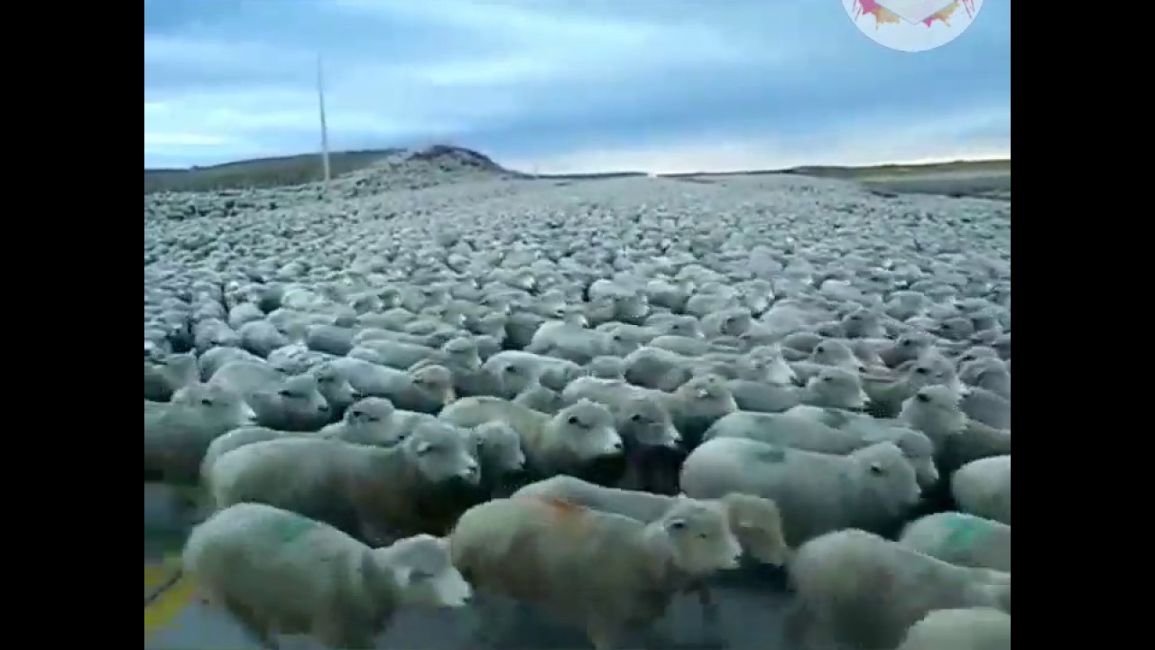 Increíbles uniones de miles de animales de una misma especie - Unions ...