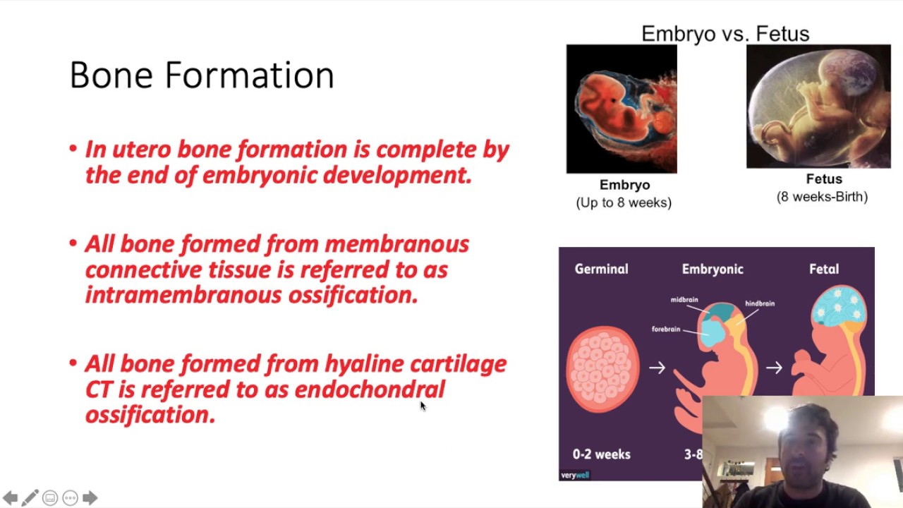 Lecture 2: Brief Overview of Skeletal Dynamics - YouTube
