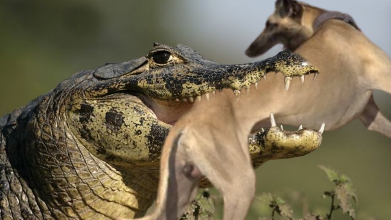 Crocodiles vs. Dogs: A Battle of Survival - YouTube