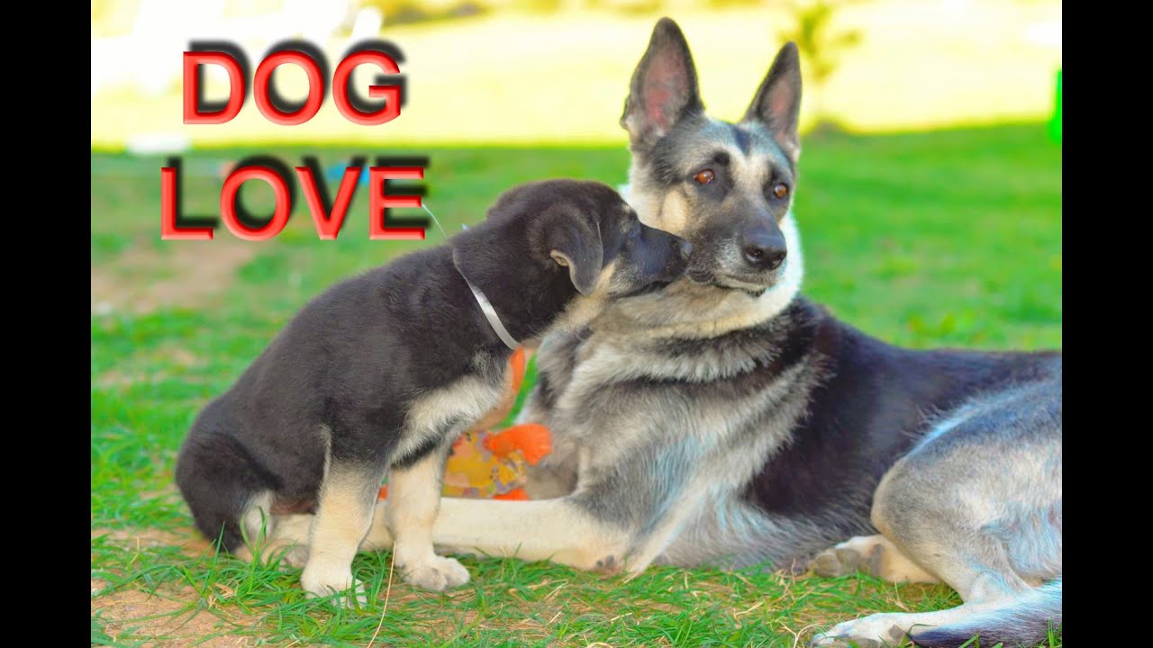 DOG LOVE - YouTube