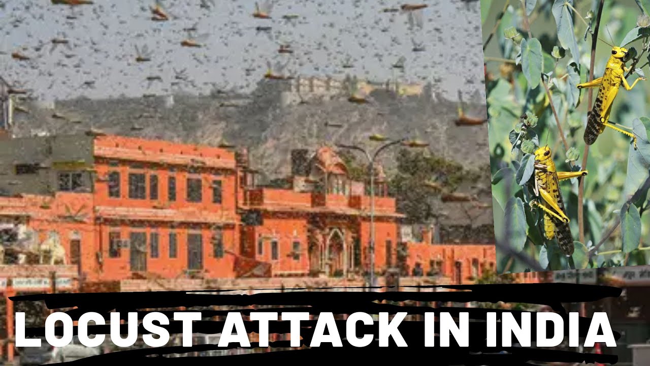 Locust Attack In India | Swarm across five indian states | Swarm of ...