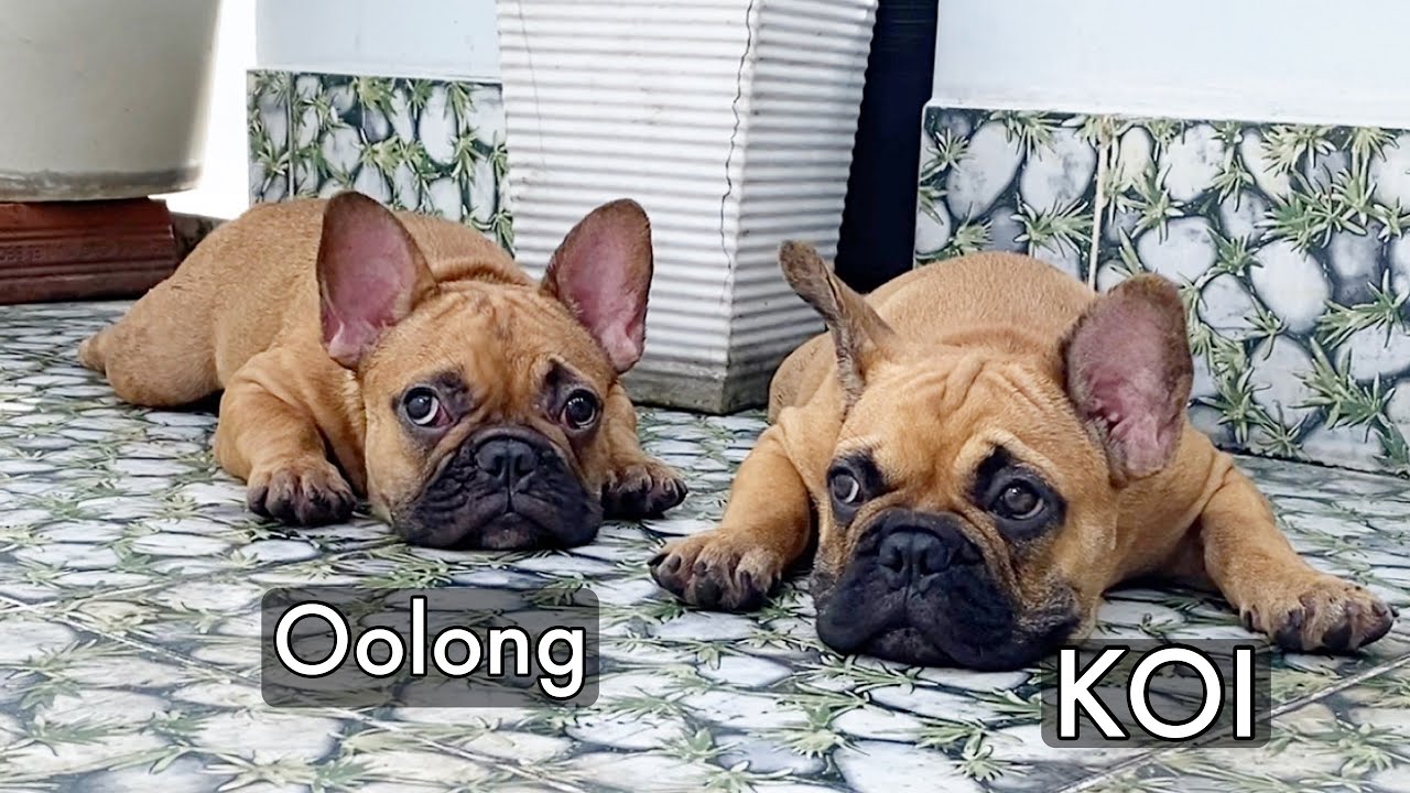 KOI & Oolong l Frenchie l Bull Pháp - YouTube