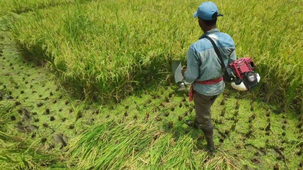 brush cutter paddy cutter - YouTube