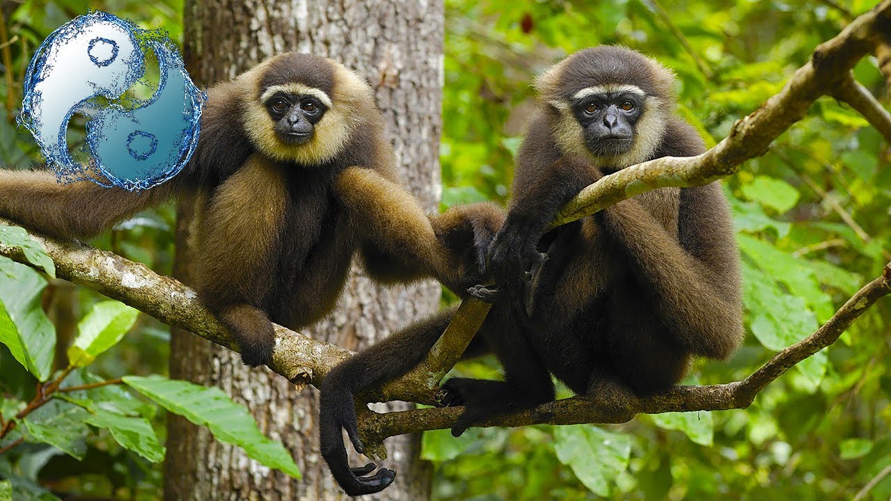 Gibbon Monkeys | Natural Ape Sounds | Funny Monkey Sounds - YouTube