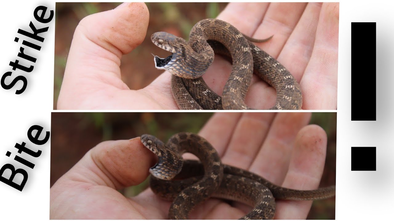 Snake strikes!!! - YouTube