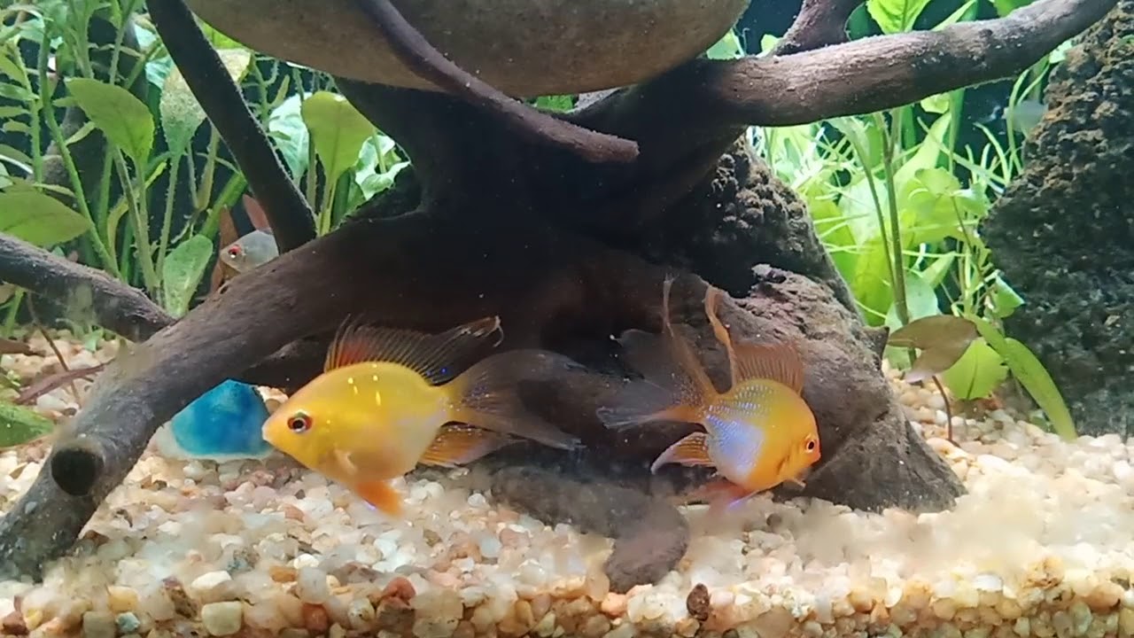 Golden Balloon Ram Introduced in our Communal Tank - YouTube