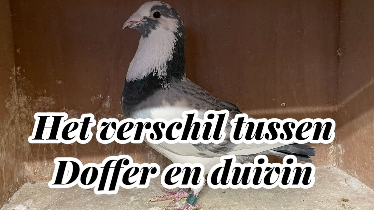 Hoe kun je een doffer van duivin onderscheiden | Postduiven | - YouTube