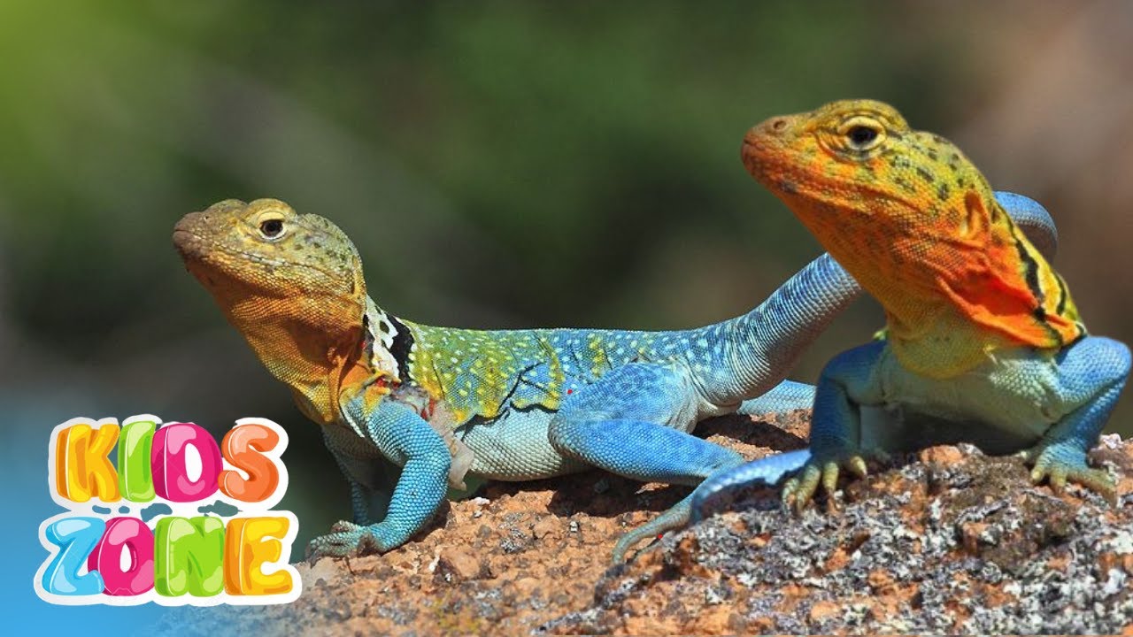 Reptiles Names And Sounds For Kids In English | Learn Reptiles And ...