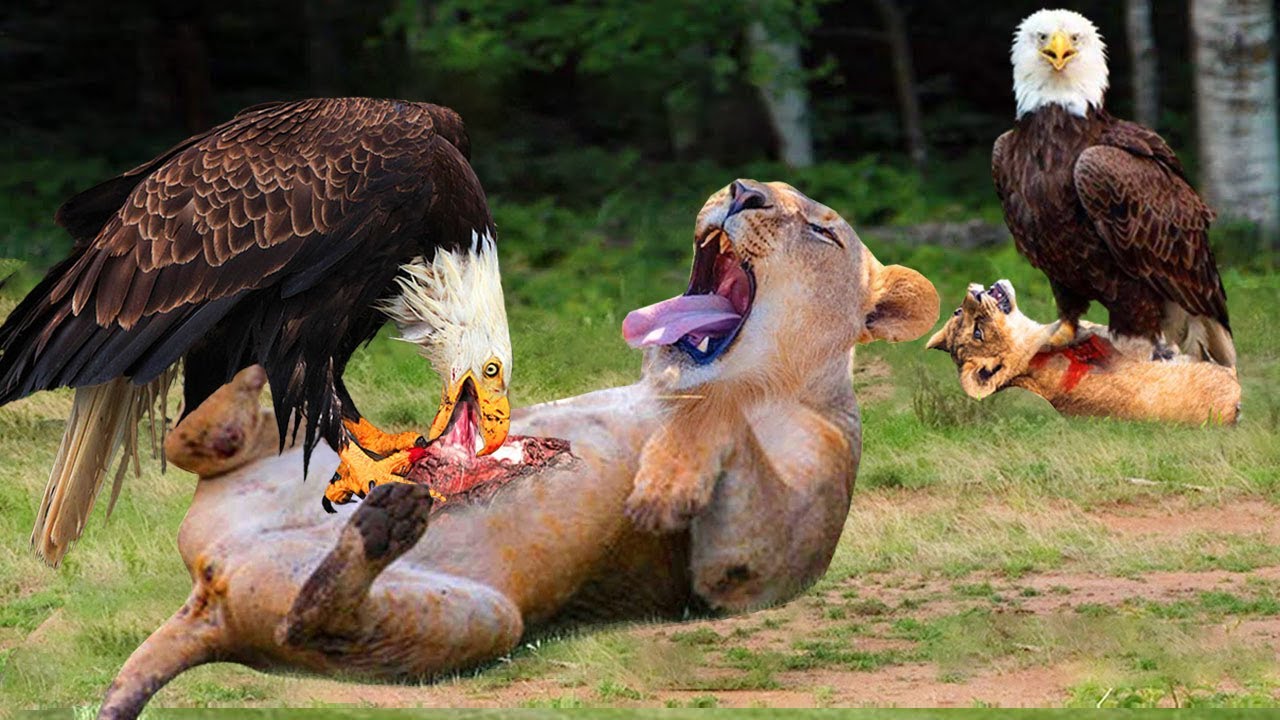 Brave Mother Lion Fights Evil Eagle To Rescue Lion Cub From A Brutal Hunt And Unbelievable ...
