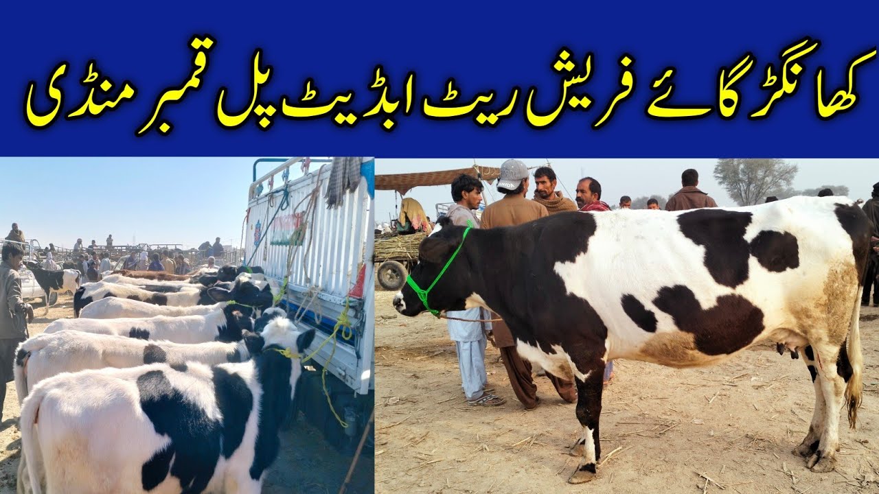 Today | Khangar Cow rate update | in pul qambar mandi | Big Cow|Animal ...