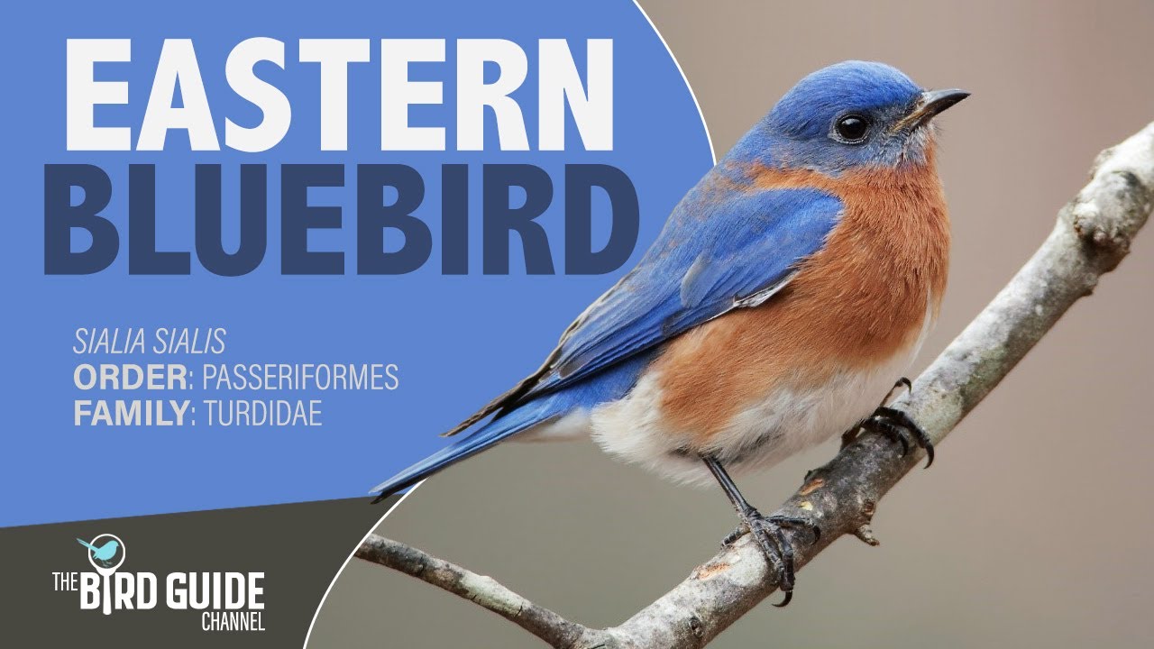 Eastern Bluebird | Field and Stream Bird (The Bird Guide Channel) - YouTube