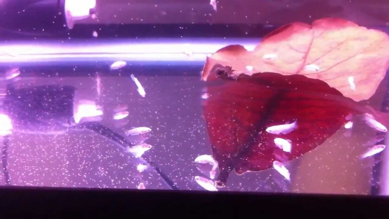 6 weeks old betta fry - YouTube