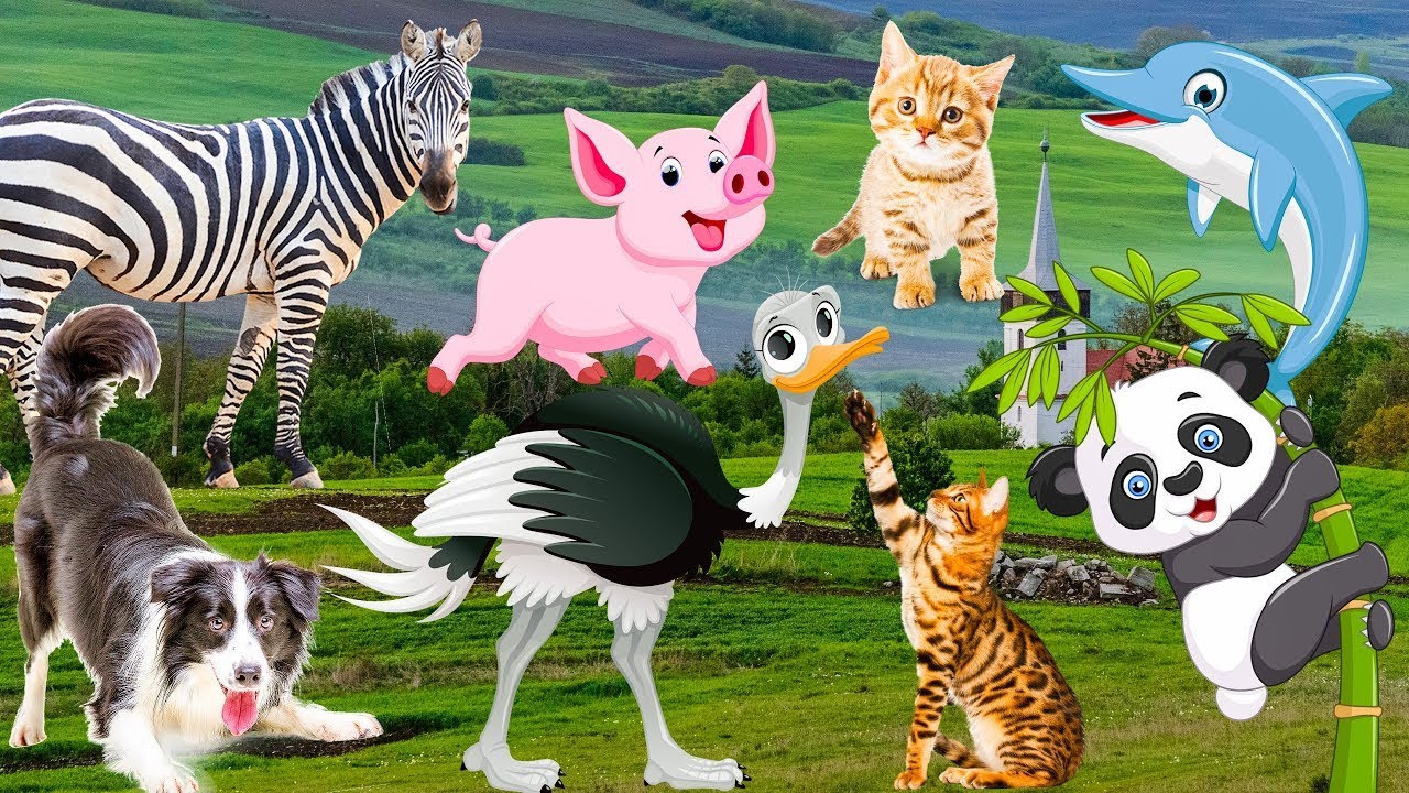 Sounds of different animals: lemur, zebra, pig, meerkat, hippopotamus ...