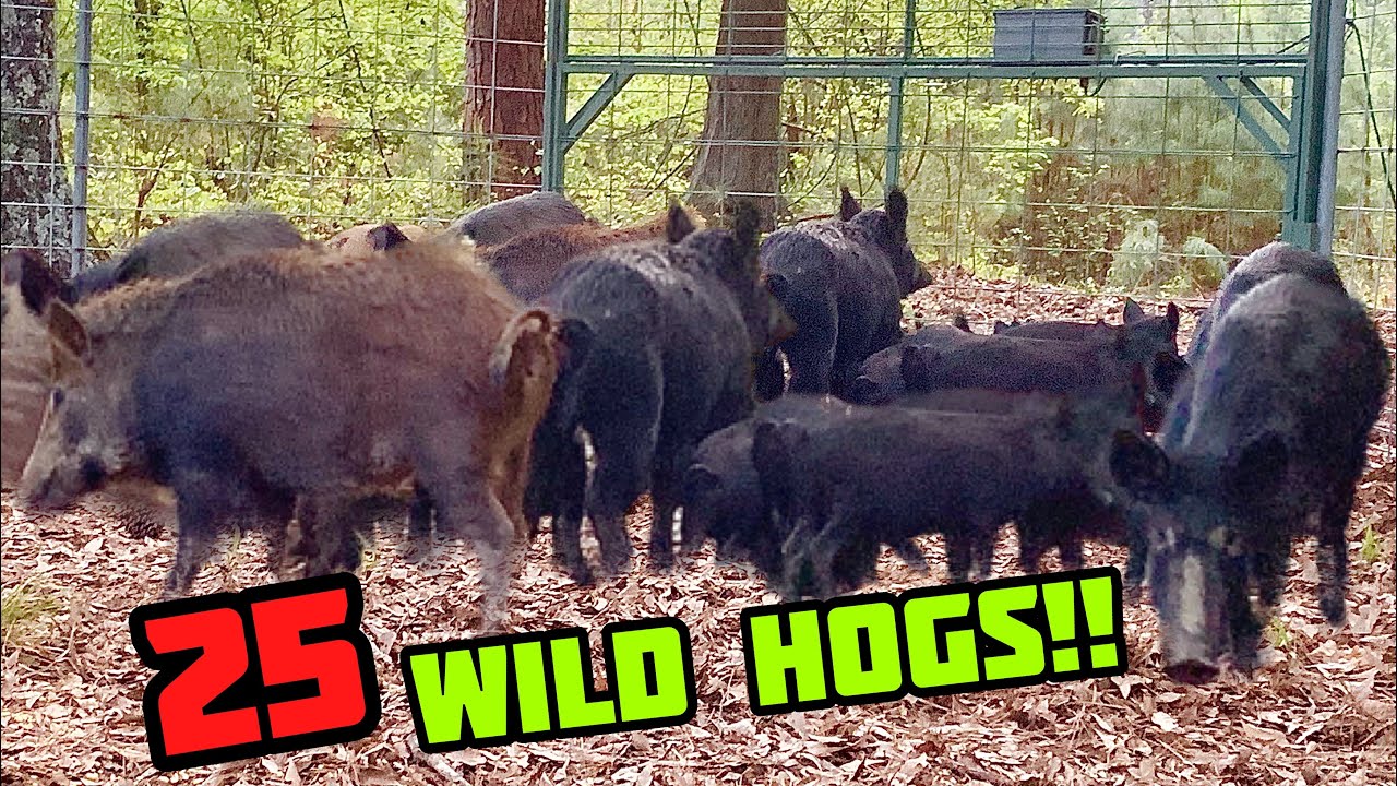 Trapping Wild Pigs in Louisiana. 25 at ONE TIME! (Catch and Cook) #hogs ...